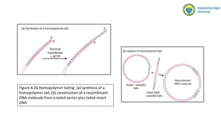 cohesive and blunt end ligation | PPTX