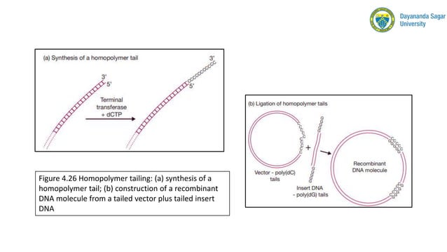cohesive and blunt end ligation | PPTX | Chemistry | Science