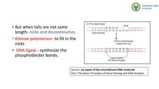 cohesive and blunt end ligation | PPTX