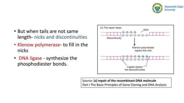cohesive and blunt end ligation | PPTX | Chemistry | Science