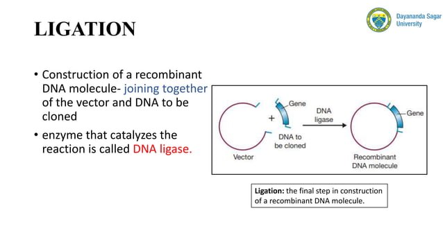 cohesive and blunt end ligation | PPTX | Chemistry | Science