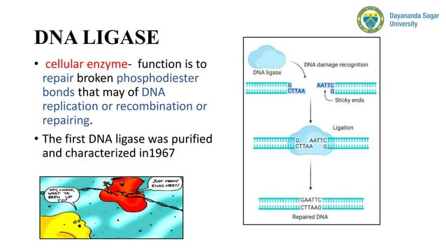 cohesive and blunt end ligation | PPTX | Chemistry | Science