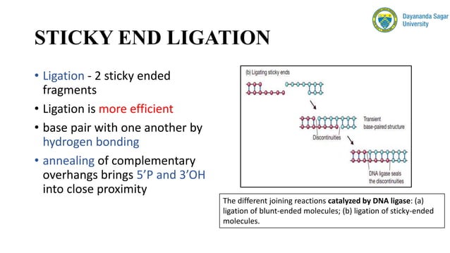 cohesive and blunt end ligation | PPTX | Chemistry | Science