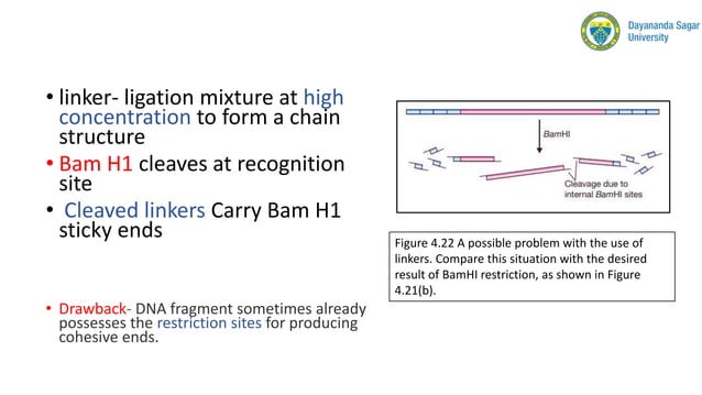 cohesive and blunt end ligation | PPTX | Chemistry | Science
