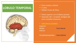2.LOBULO TEMPORAL.pptx