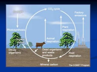 The Carbon Cycle - Power Point.ppt