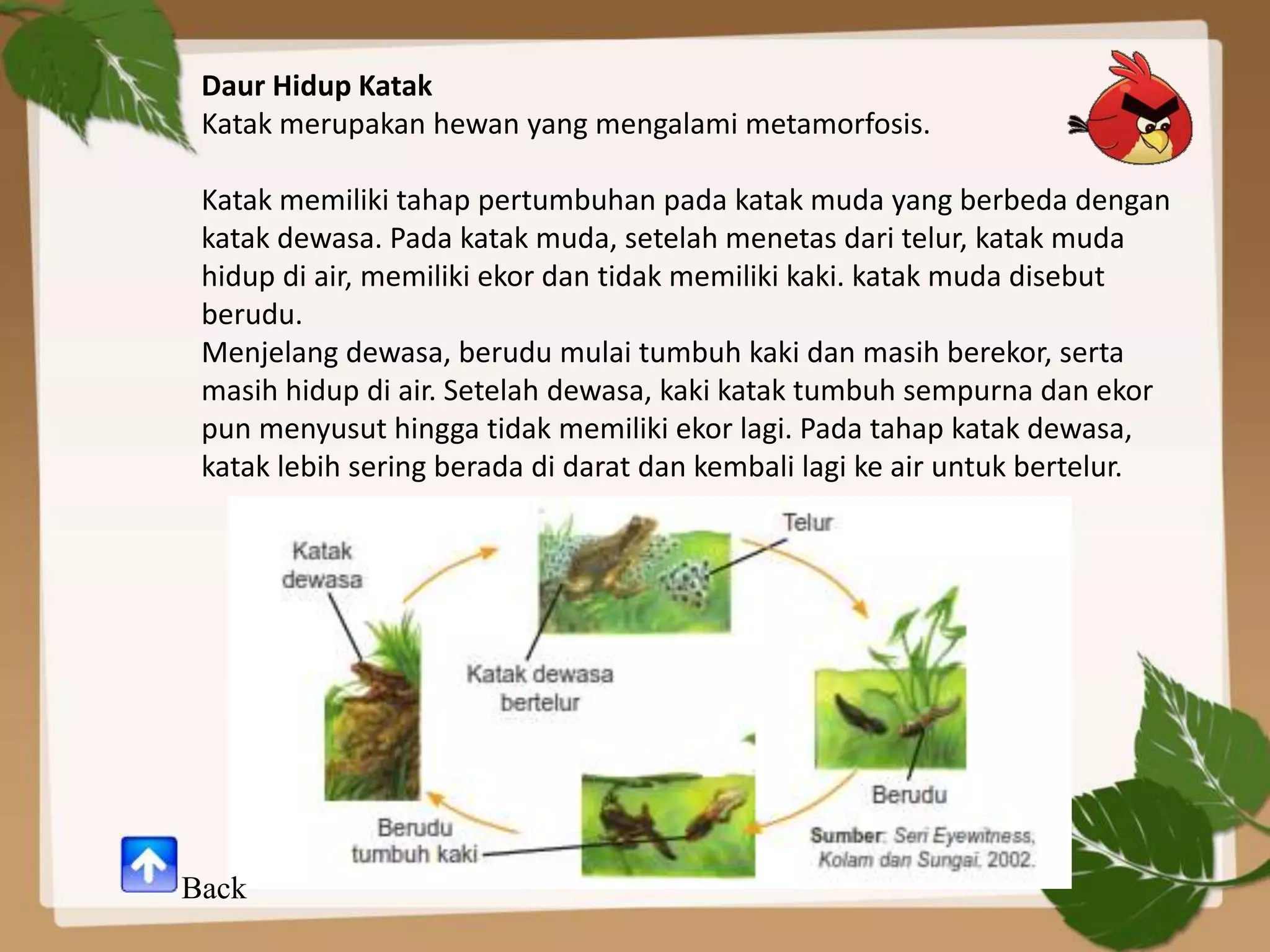 BAHAN AJAR SIKLUS HIDUP.ppt