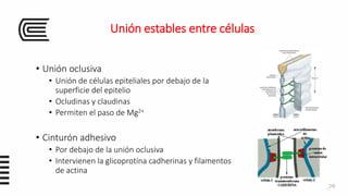2. CG-ESTRUCTURA DE LA MEMBRANA CELULAR (3).pptx