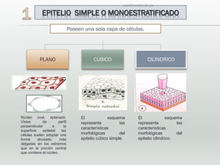 2. TEJIDO EPITELIAL.pdf