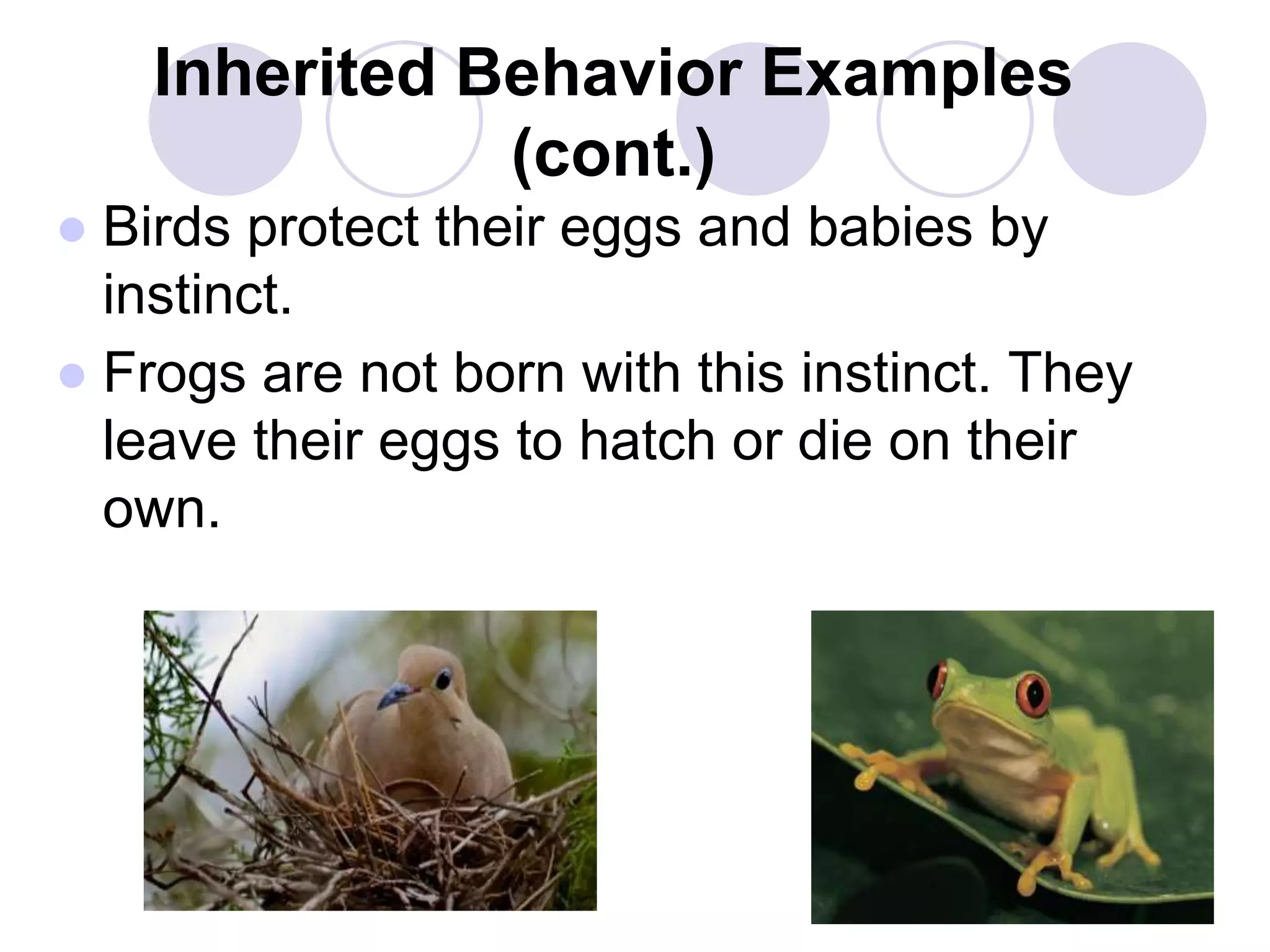 2._Inherited_Traits_and_Learned_Behaviors_PPT.pptx