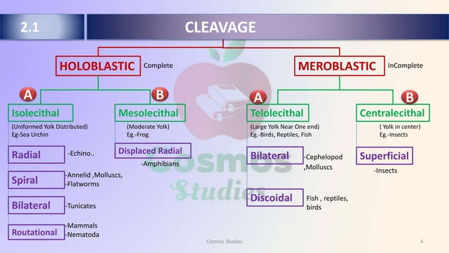 CLEAVAGE | PPT