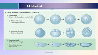 CLEAVAGE | PPT