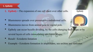 Gastrulation (comparative account of Gastrulation) | PDF