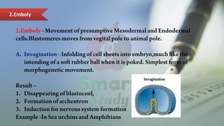 Gastrulation (comparative account of Gastrulation) | PDF