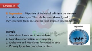 Gastrulation (comparative account of Gastrulation) | PDF