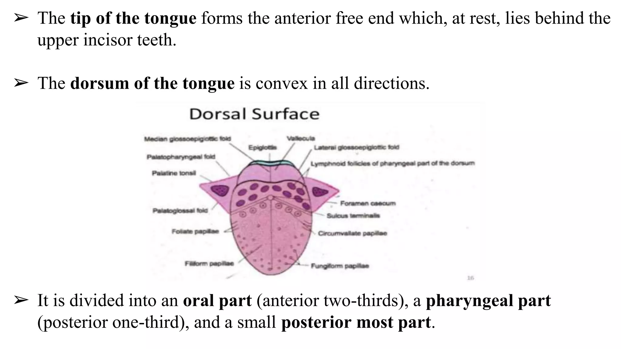 2. Anatomy of the tongue and its applied aspects.pptx