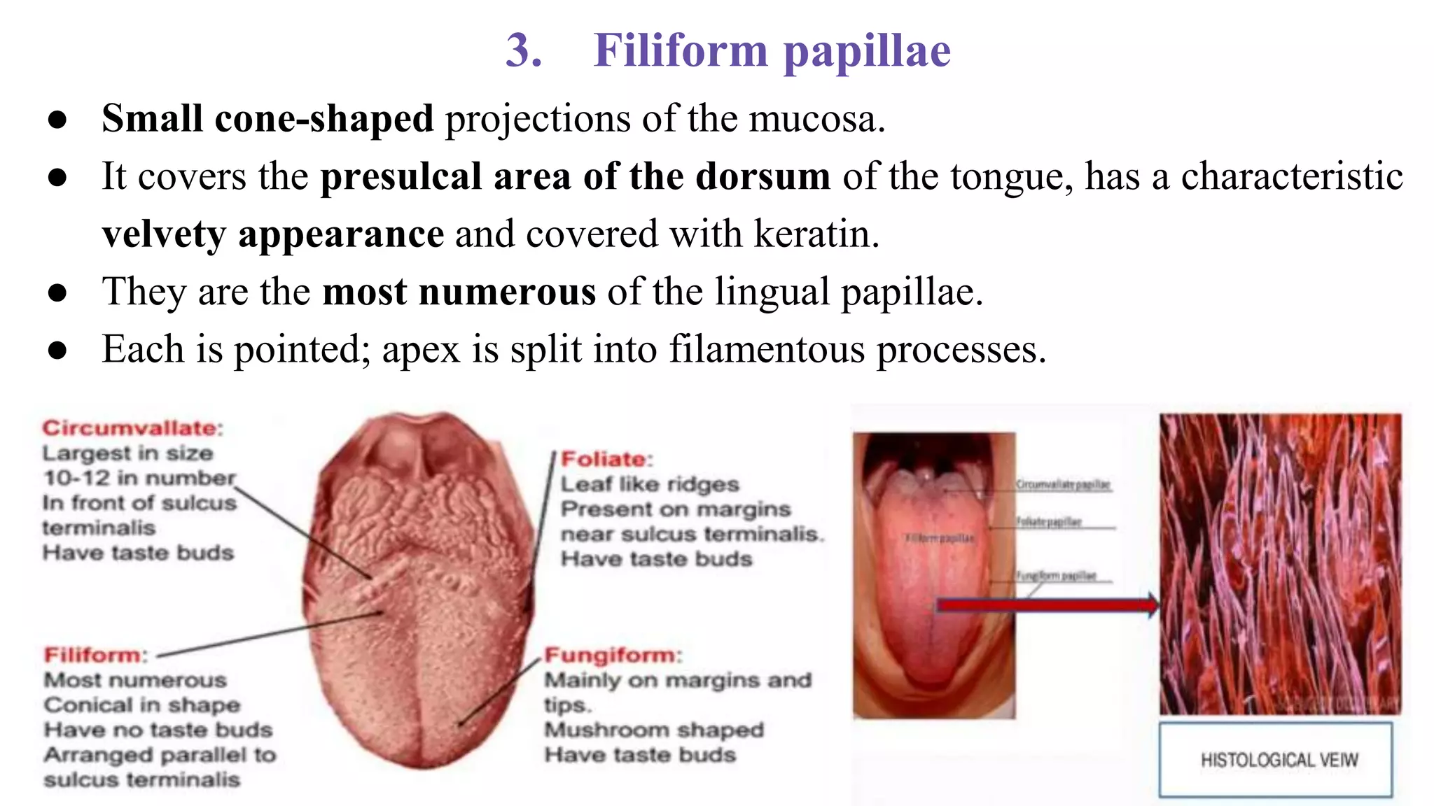 2. Anatomy of the tongue and its applied aspects.pptx