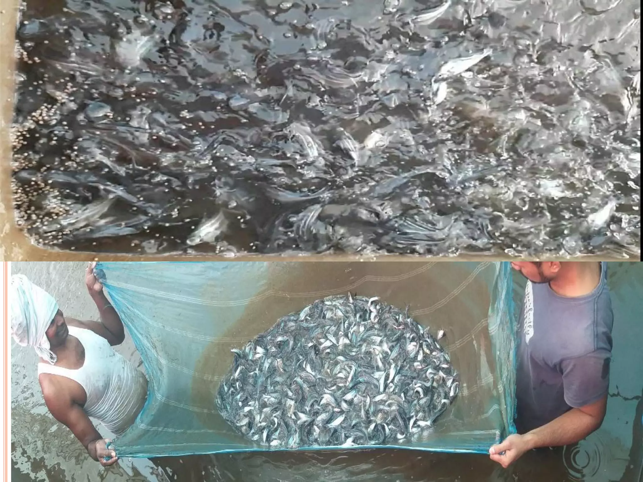 BIOFLOC TECHNOLOGY BASED AQUACULTURE | PDF