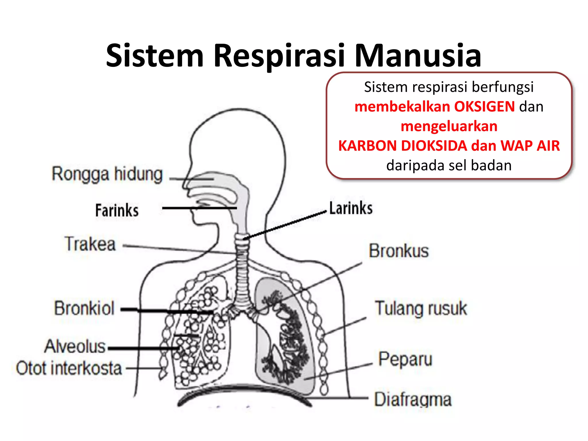 2.1 sistem respirasi manusia.pptx