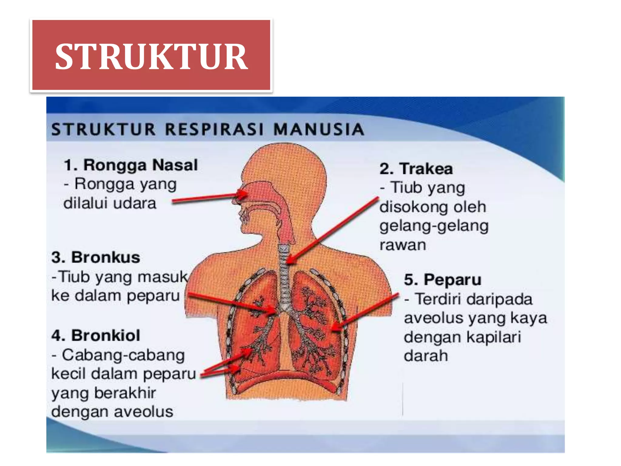 2.1 sistem respirasi manusia.pptx