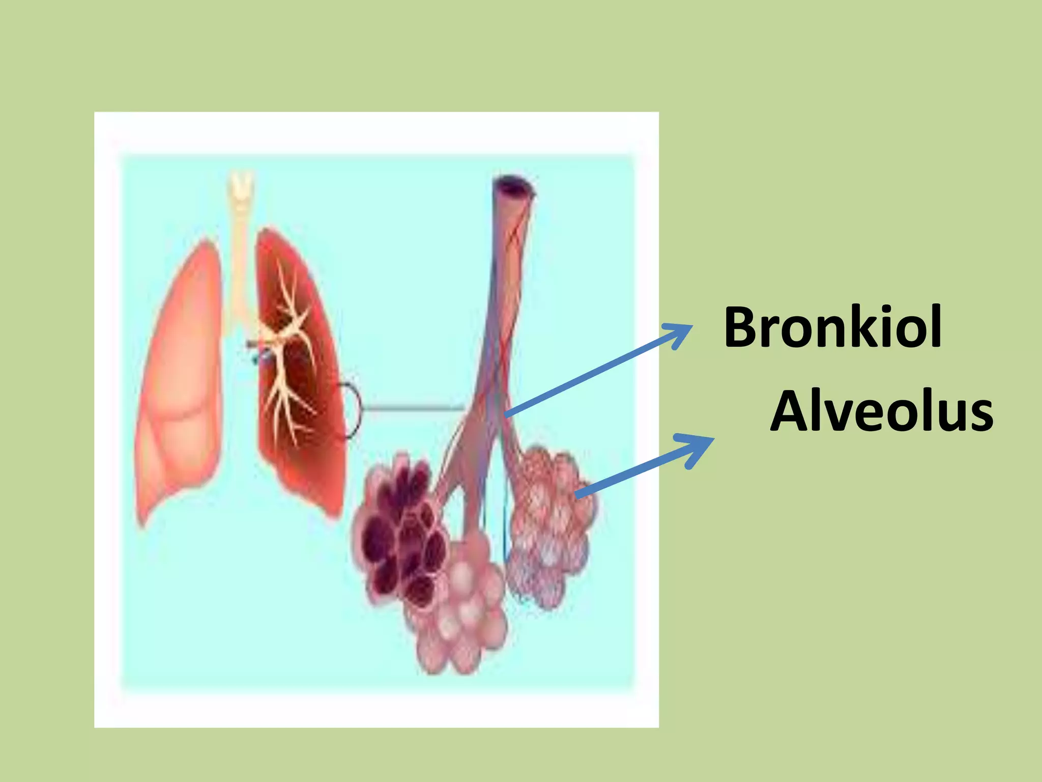 2.1 sistem respirasi manusia.pptx