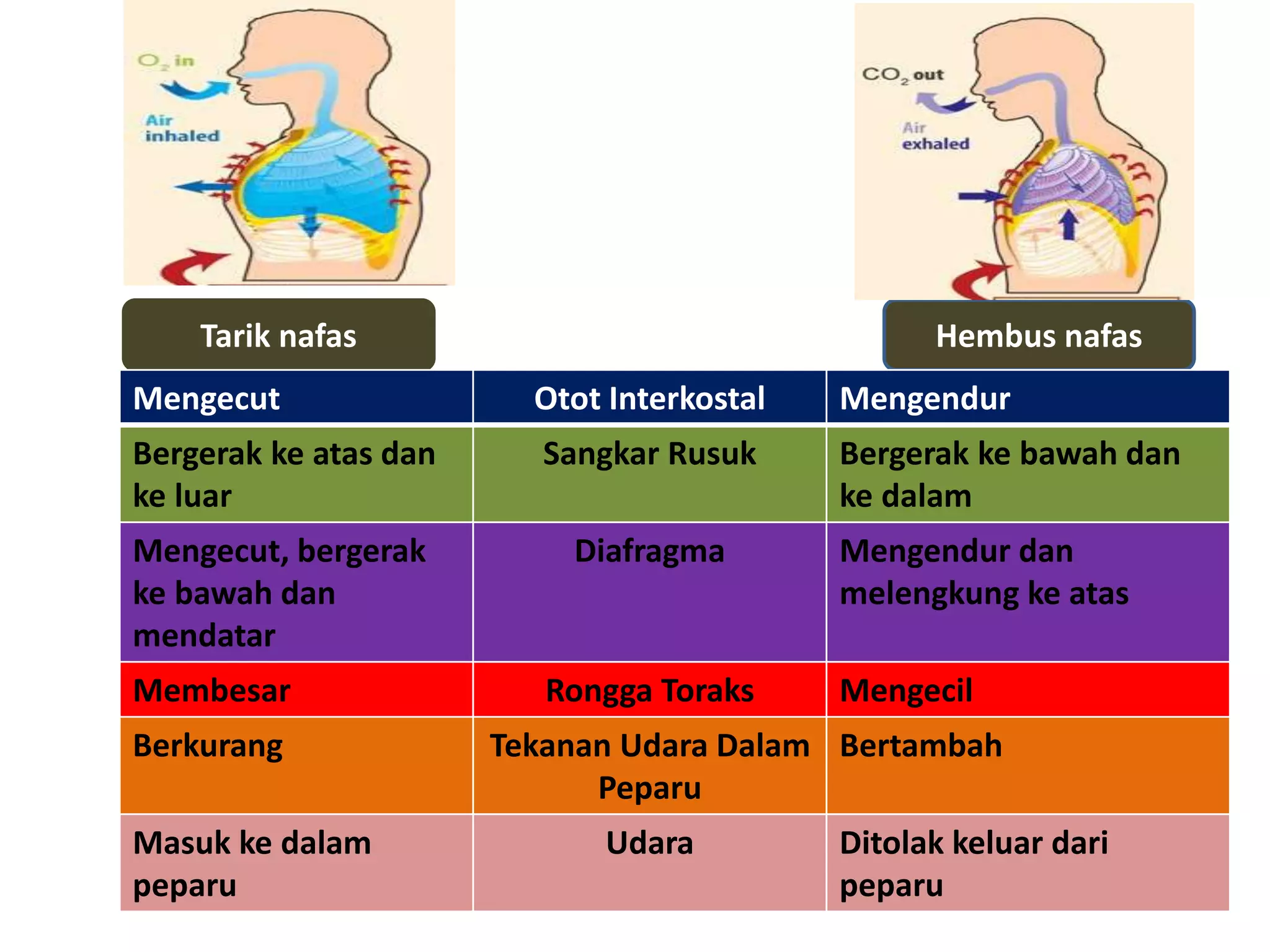 2.1 sistem respirasi manusia.pptx