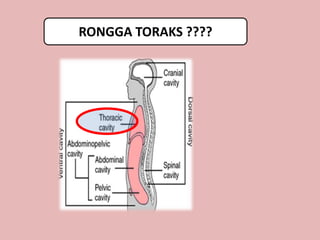 2.1 sistem respirasi manusia.pptx