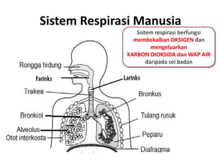 2.1 sistem respirasi manusia.pptx