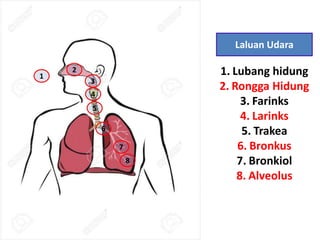 2.1 sistem respirasi manusia.pptx
