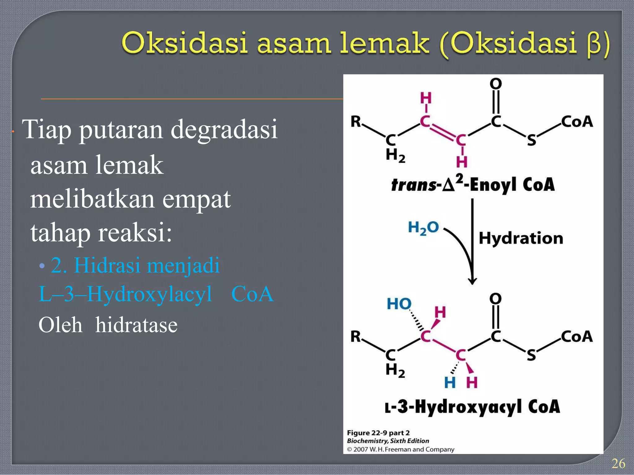 2. METABOLISME LIPIDA.pdf