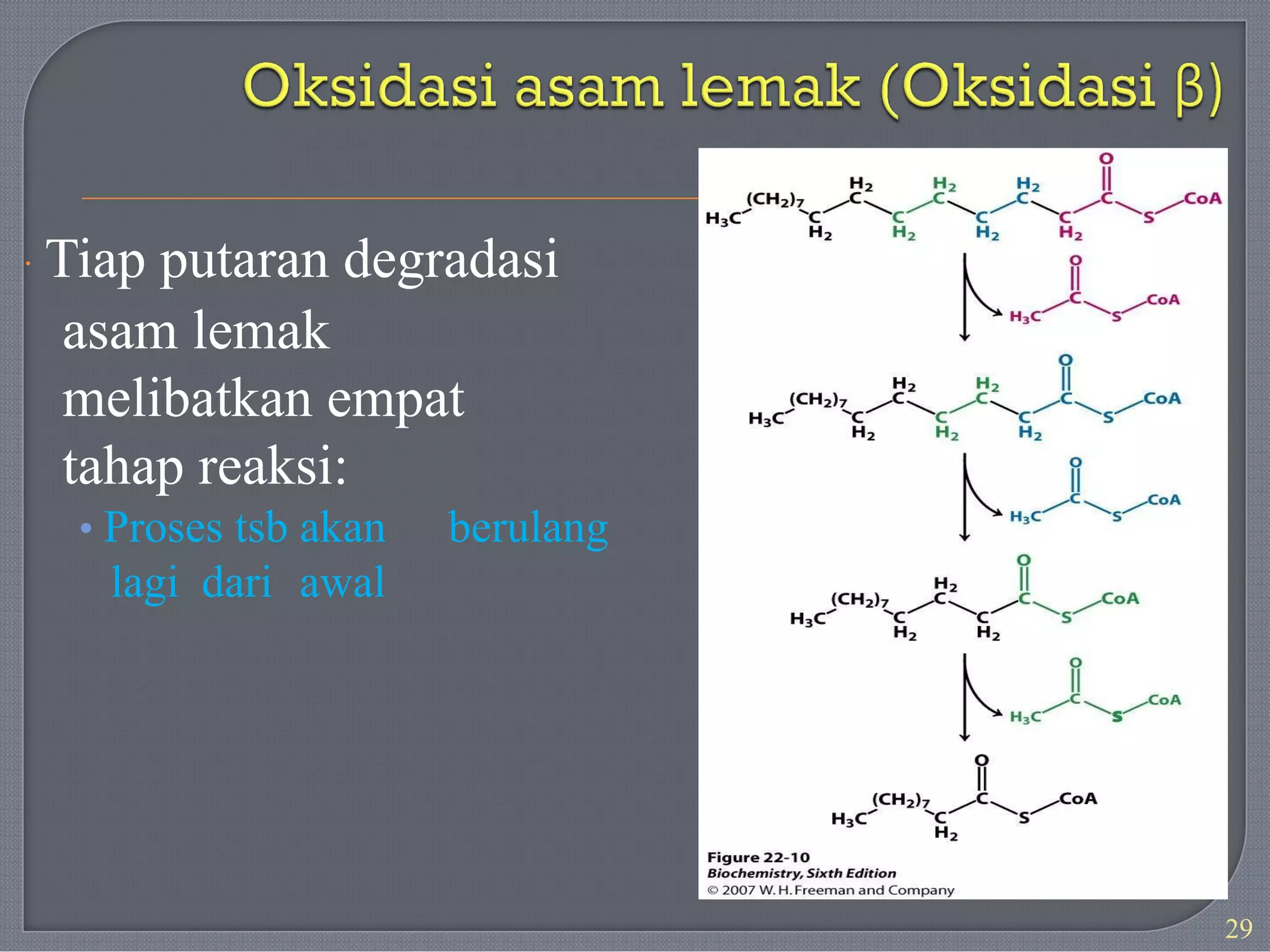 2. METABOLISME LIPIDA.pdf