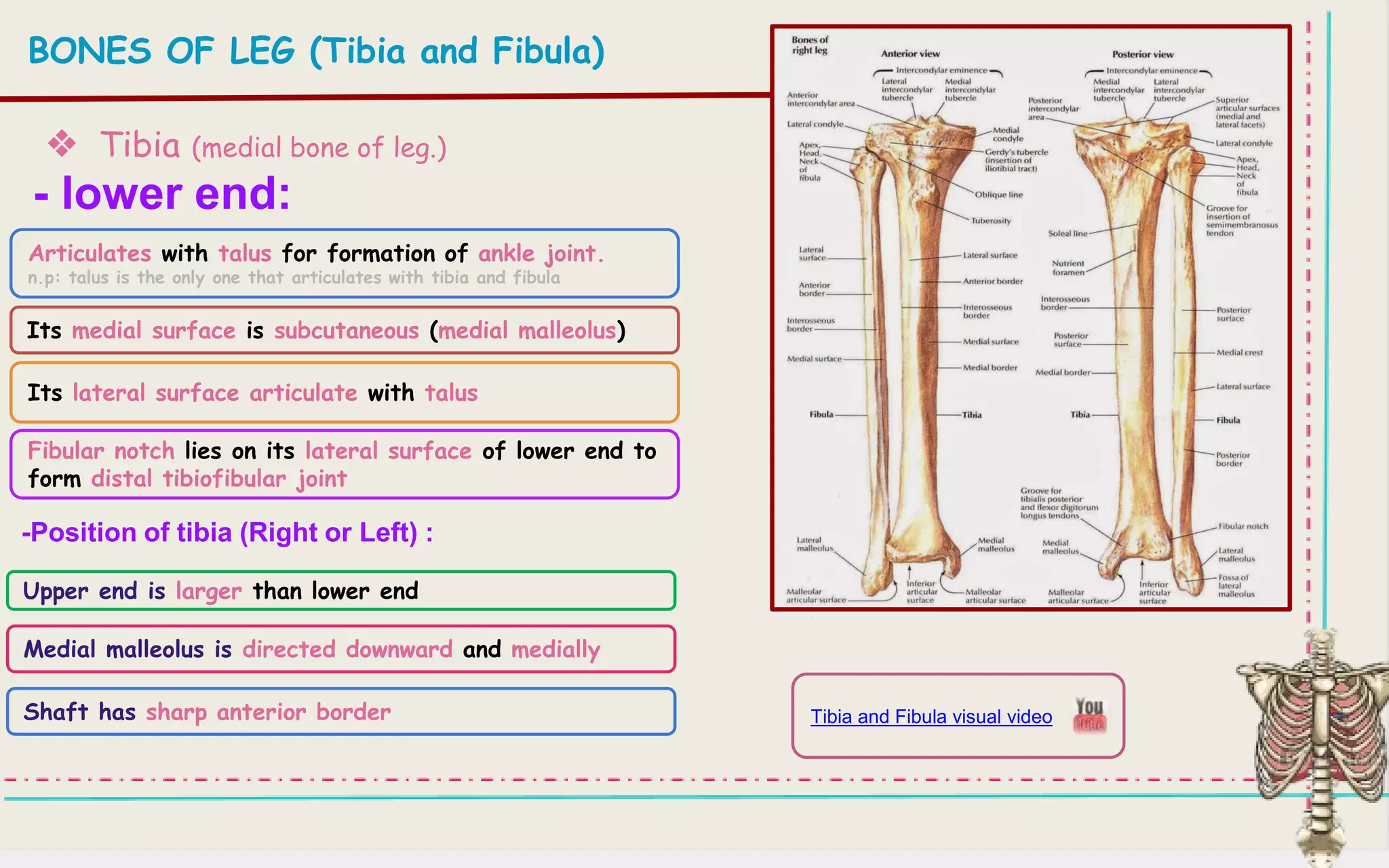 2.Bones of The Lower Limbs.pdf