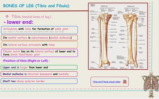 2.Bones of The Lower Limbs.pdf