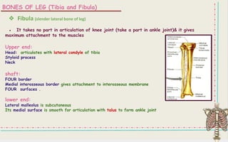 2.Bones of The Lower Limbs.pdf