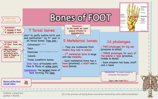 2.Bones of The Lower Limbs.pdf