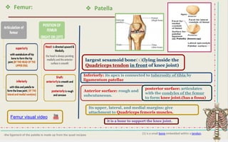 2.Bones of The Lower Limbs.pdf