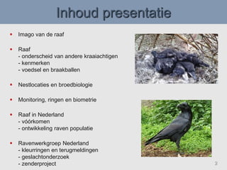 De Raaf in Nederland | PPT