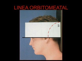 2.- LINEAS Y PUNTOS.ppt