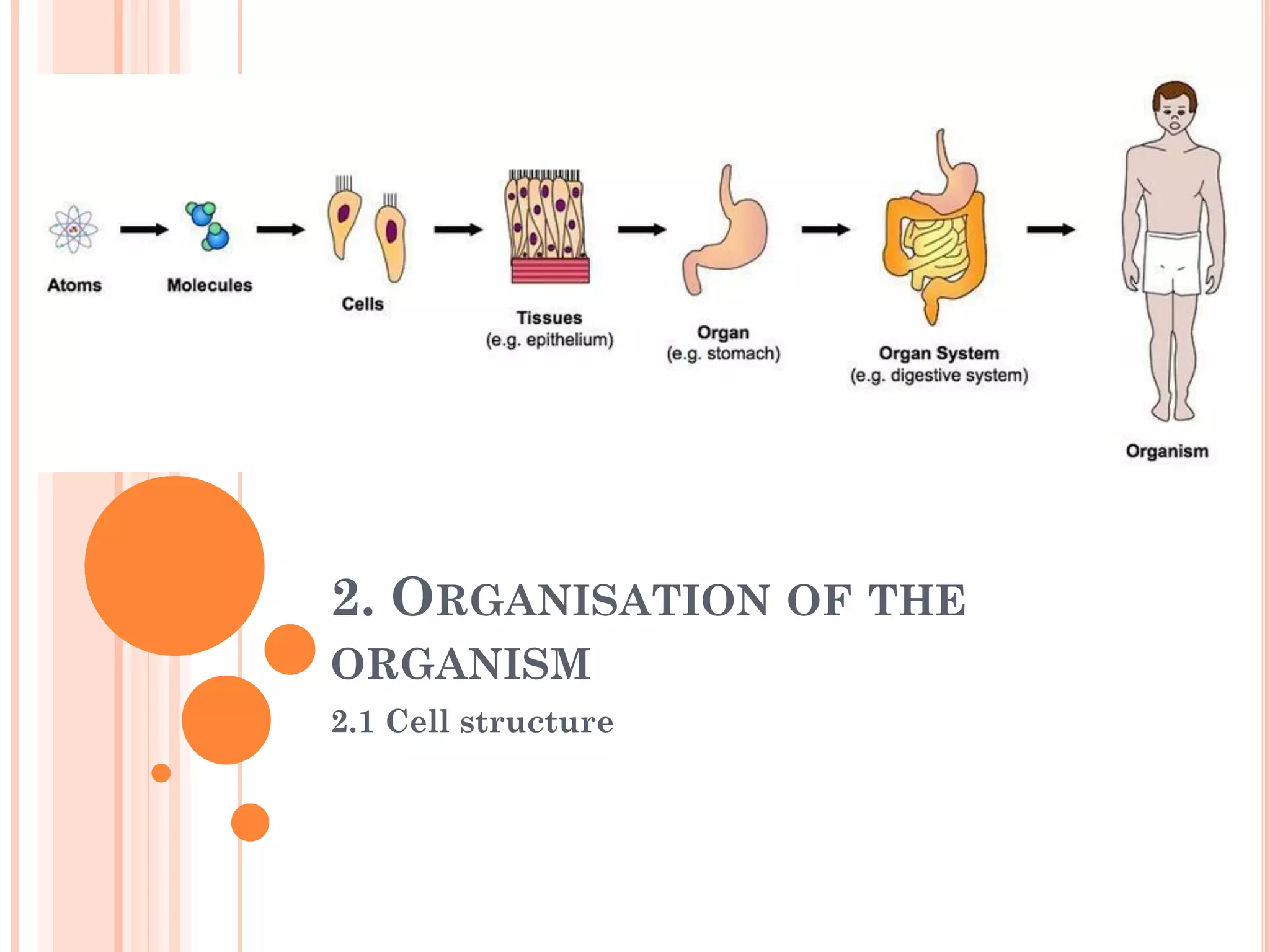 Organisation of the organism | PDF