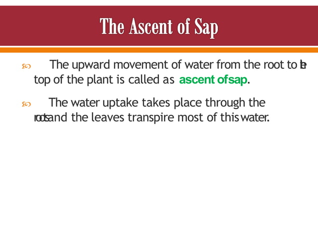 2. Ascent of sap.pptx