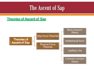 2. Ascent of sap.pptx