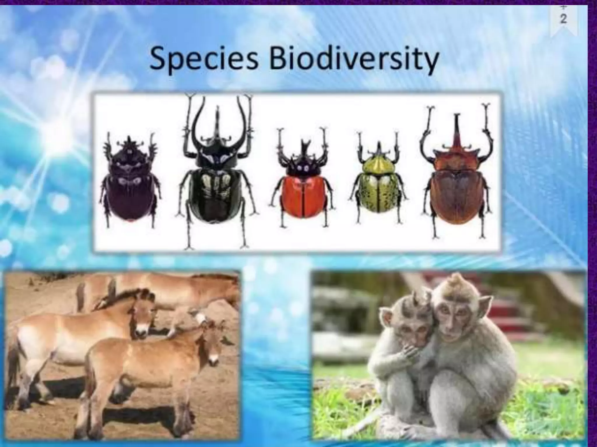 2. Biodiversity.pptx