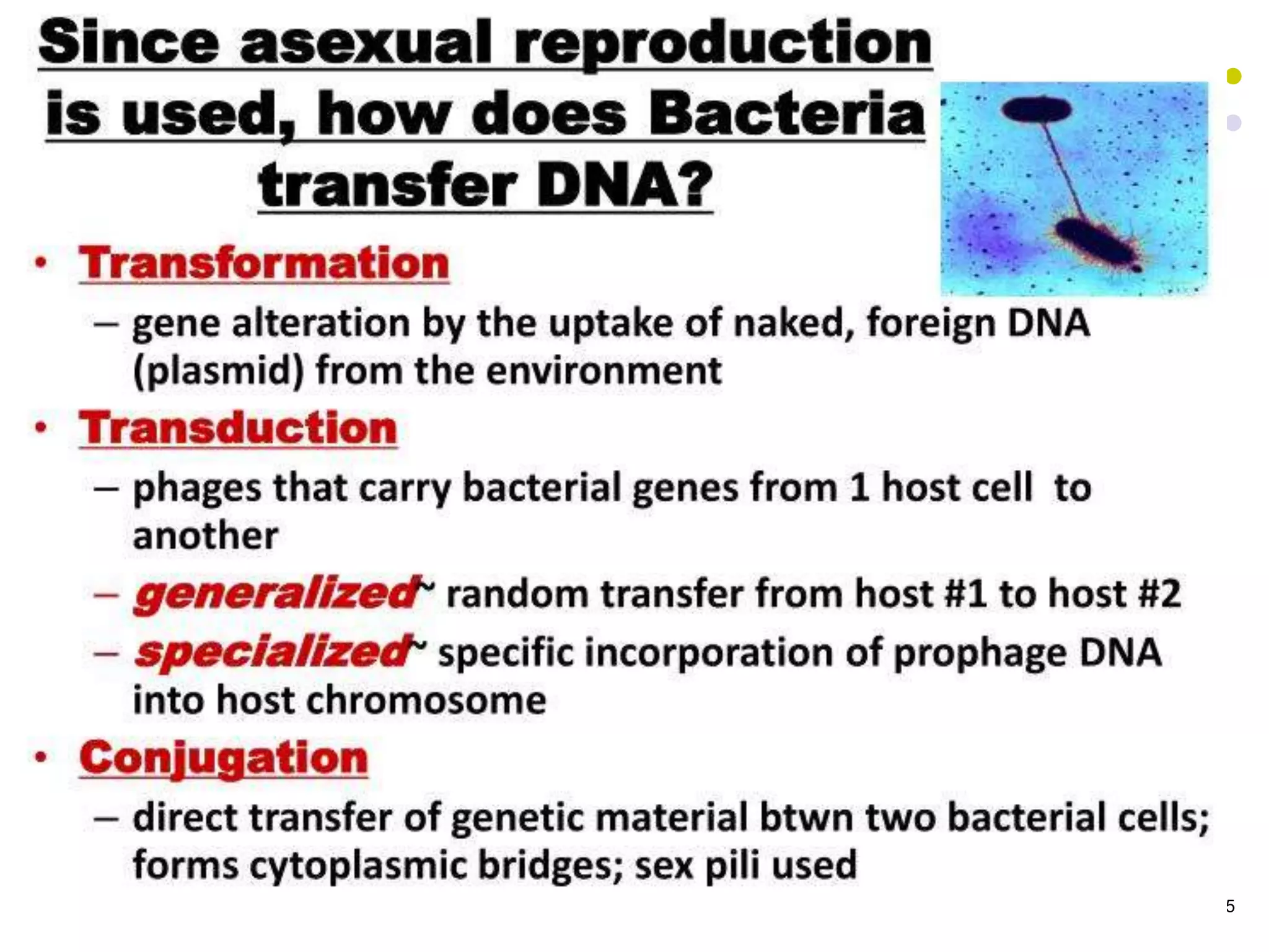 2. Bacterial Reproduction.ppt