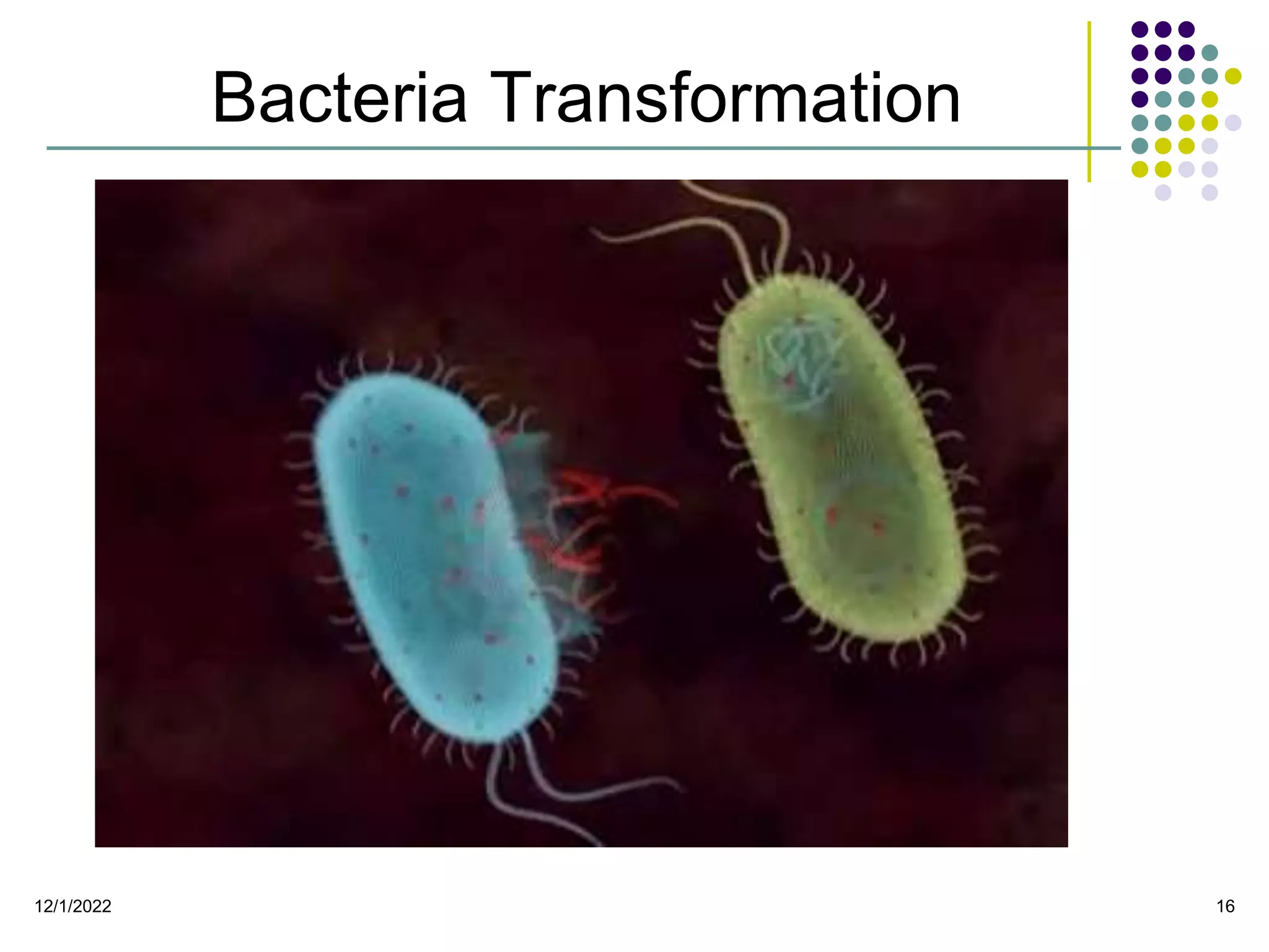 2. Bacterial Reproduction.ppt