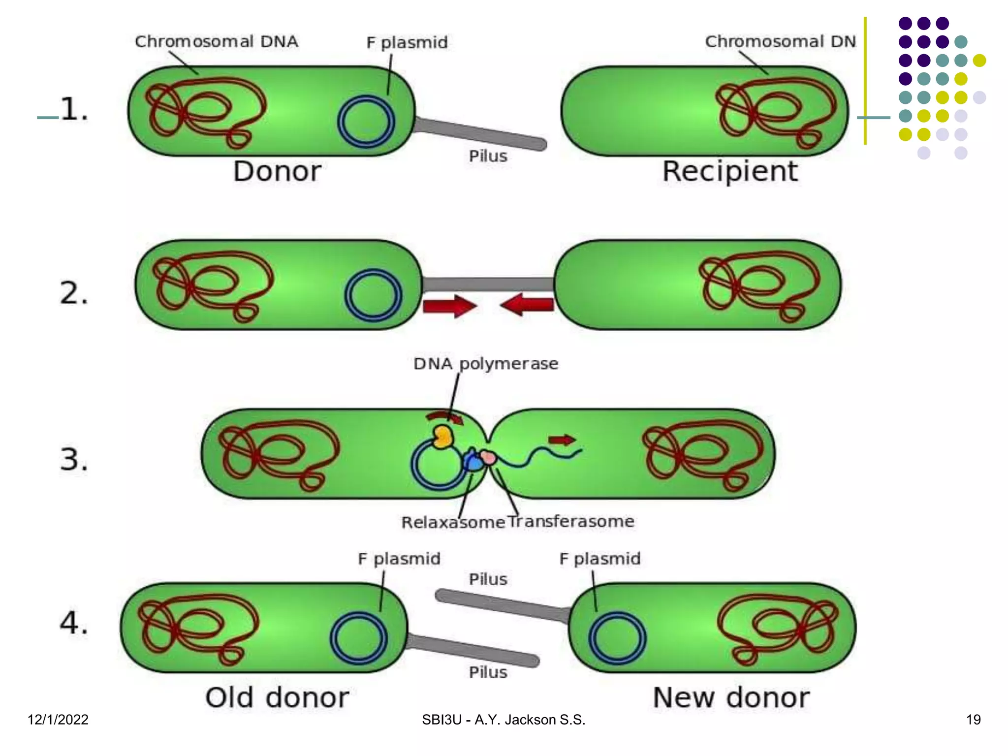 2. Bacterial Reproduction.ppt