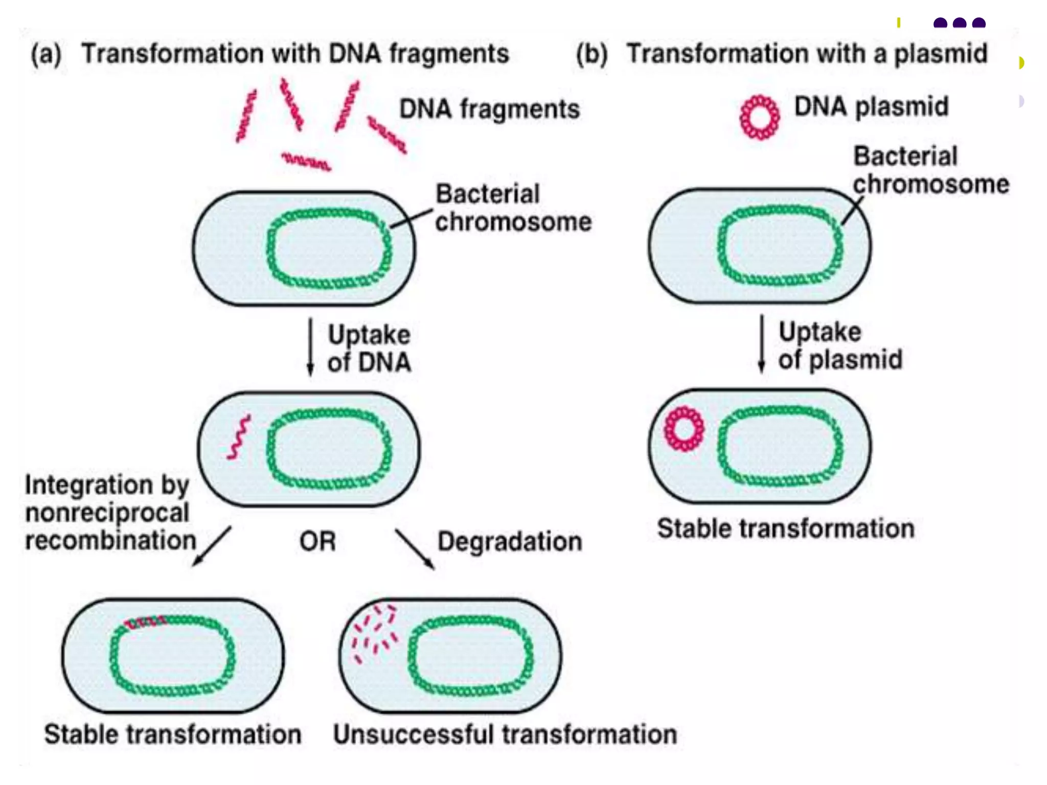 2. Bacterial Reproduction.ppt