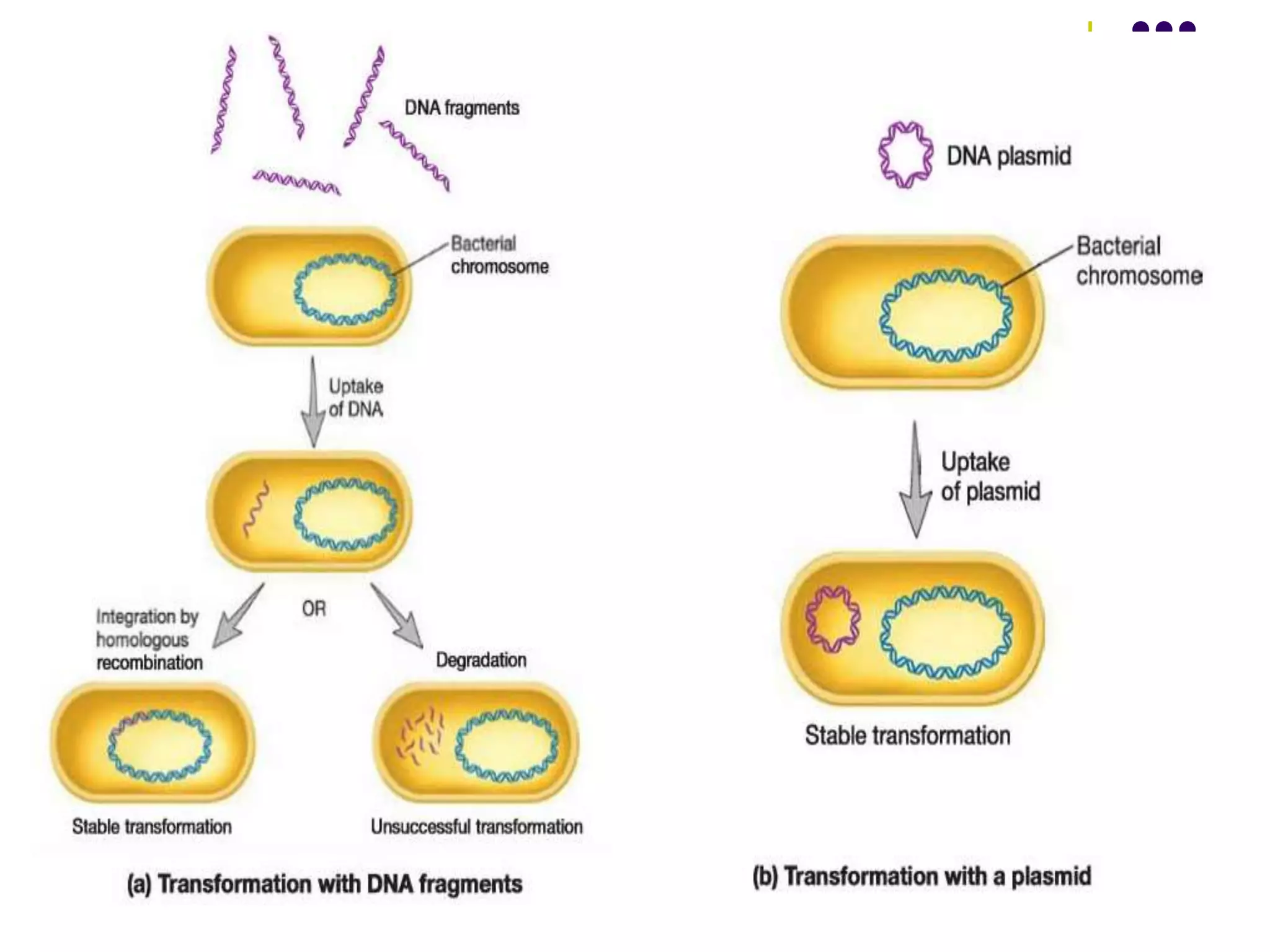 2. Bacterial Reproduction.ppt