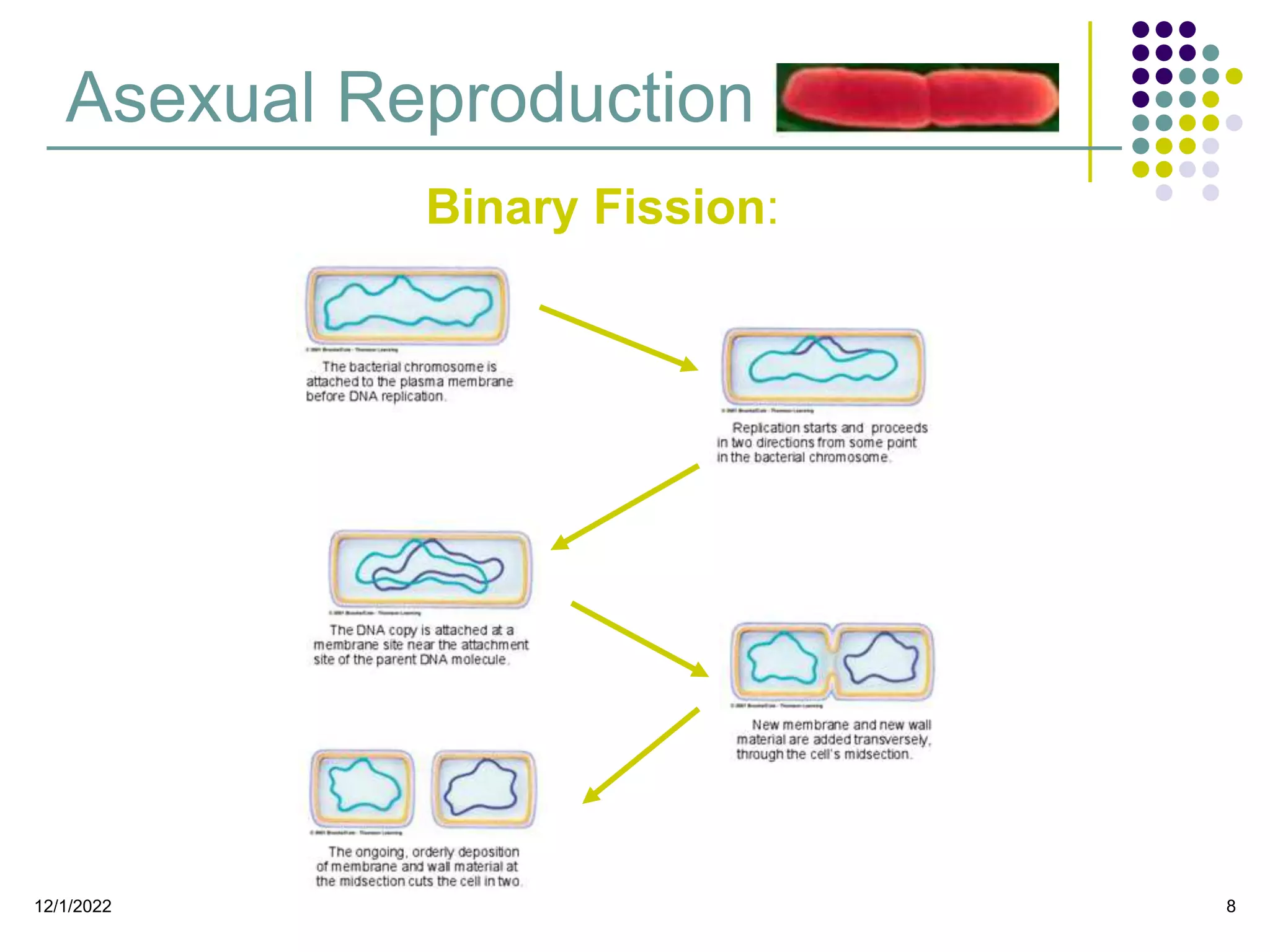 2. Bacterial Reproduction.ppt