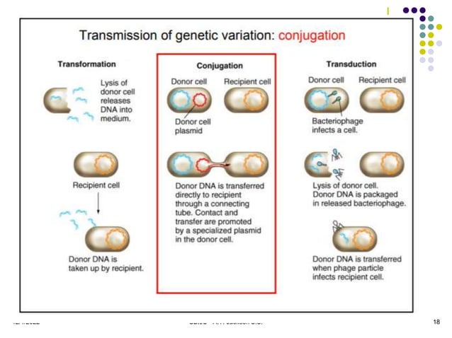 2. Bacterial Reproduction.ppt