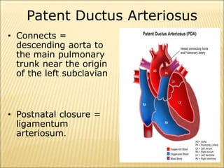 2. PDA&AVS-.ppt